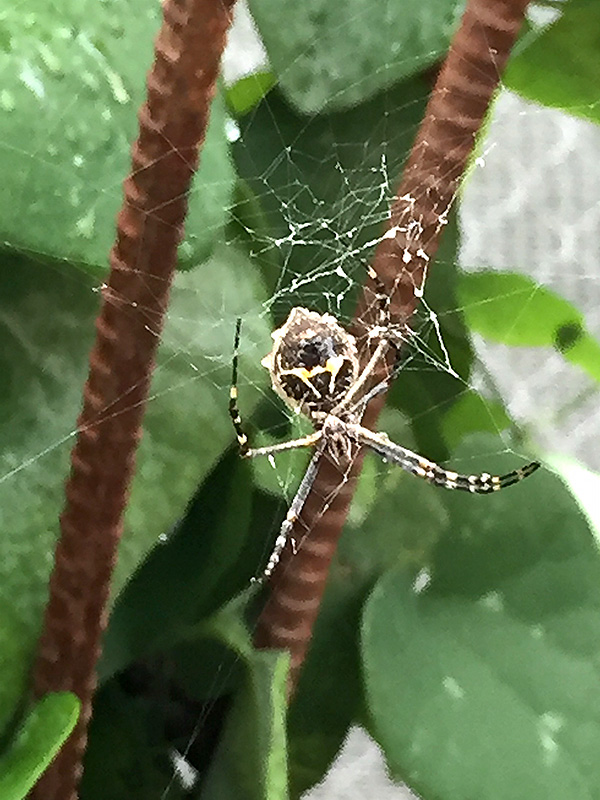 Natural History Museum Spider Pavilion | Kept In Stitches