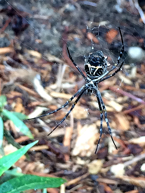 Natural History Museum Spider Pavilion | Kept In Stitches