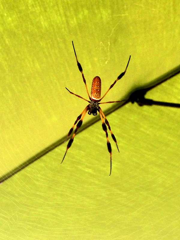 Natural History Museum Spider Pavilion | Kept In Stitches