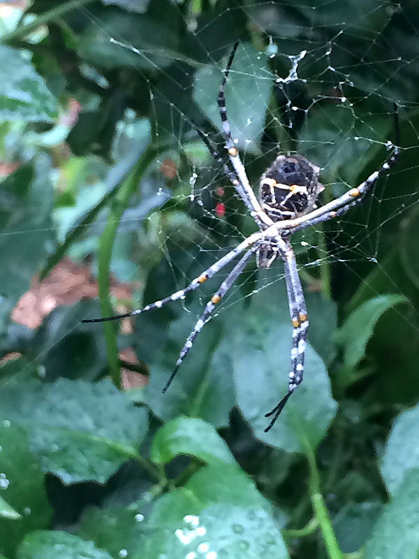 Natural History Museum Spider Pavilion | Kept In Stitches